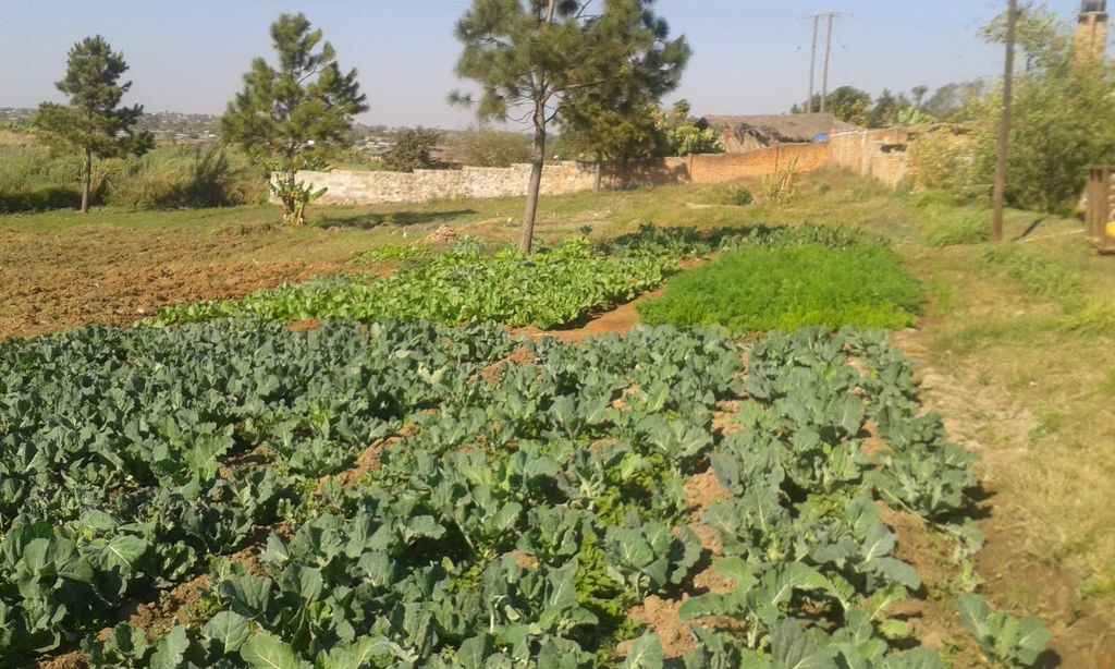 Food Project Lichinga | Sustainable Gardening for Healthier Communities